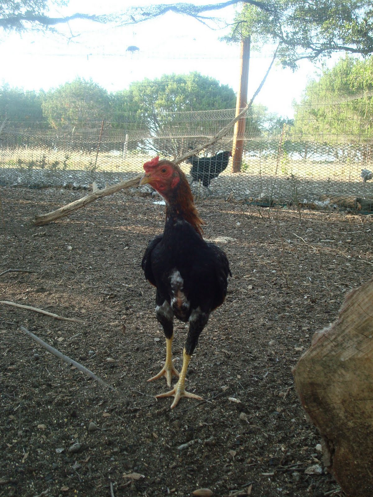 Tiny Chickens: Bantam Shamo