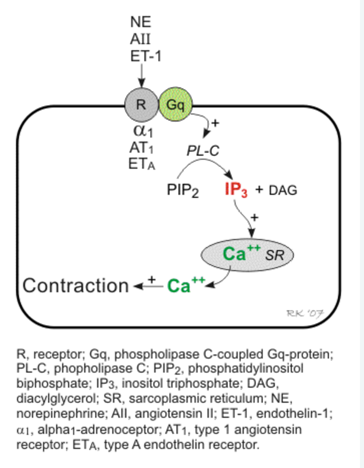 Tutor's Notes: general, cardiovascular, respiratory and renal ...