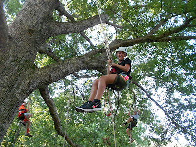 Piedmont Tree Climbing (PTC): Public Tree Climbs