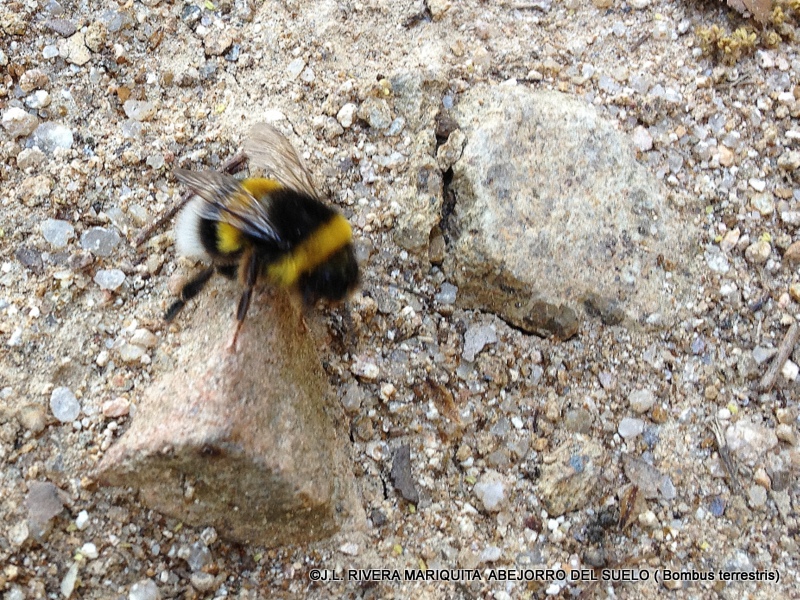 EL NATURALISTA: INSECTOS DE LA PRIMAVERA