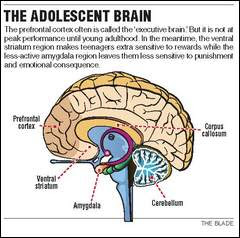 M2 Task - Teen brain vs. Adult brain