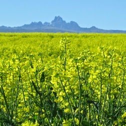 MODERN CROP PRODUCTION: CANOLA PRODUCTION