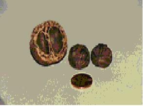 CROP SCIENCE: THE MANKETTE: MONGONGO NUT TREE (Schinziophyton rautanenii)