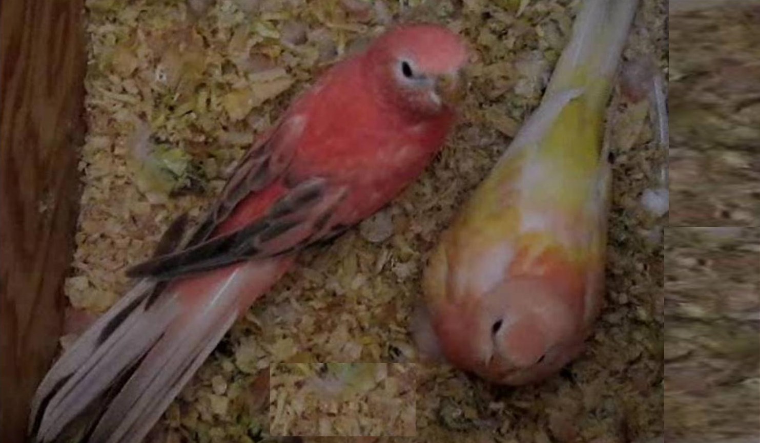 The Splendid Bourke Bird Blog: Bourkes and Other Birds