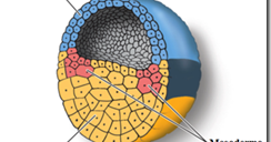 HISTO - EMBRIOLOGÍA : ECTODERMO