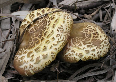 Australian Fungi - A Blog: #51 Phylloporus rhodoxanthus