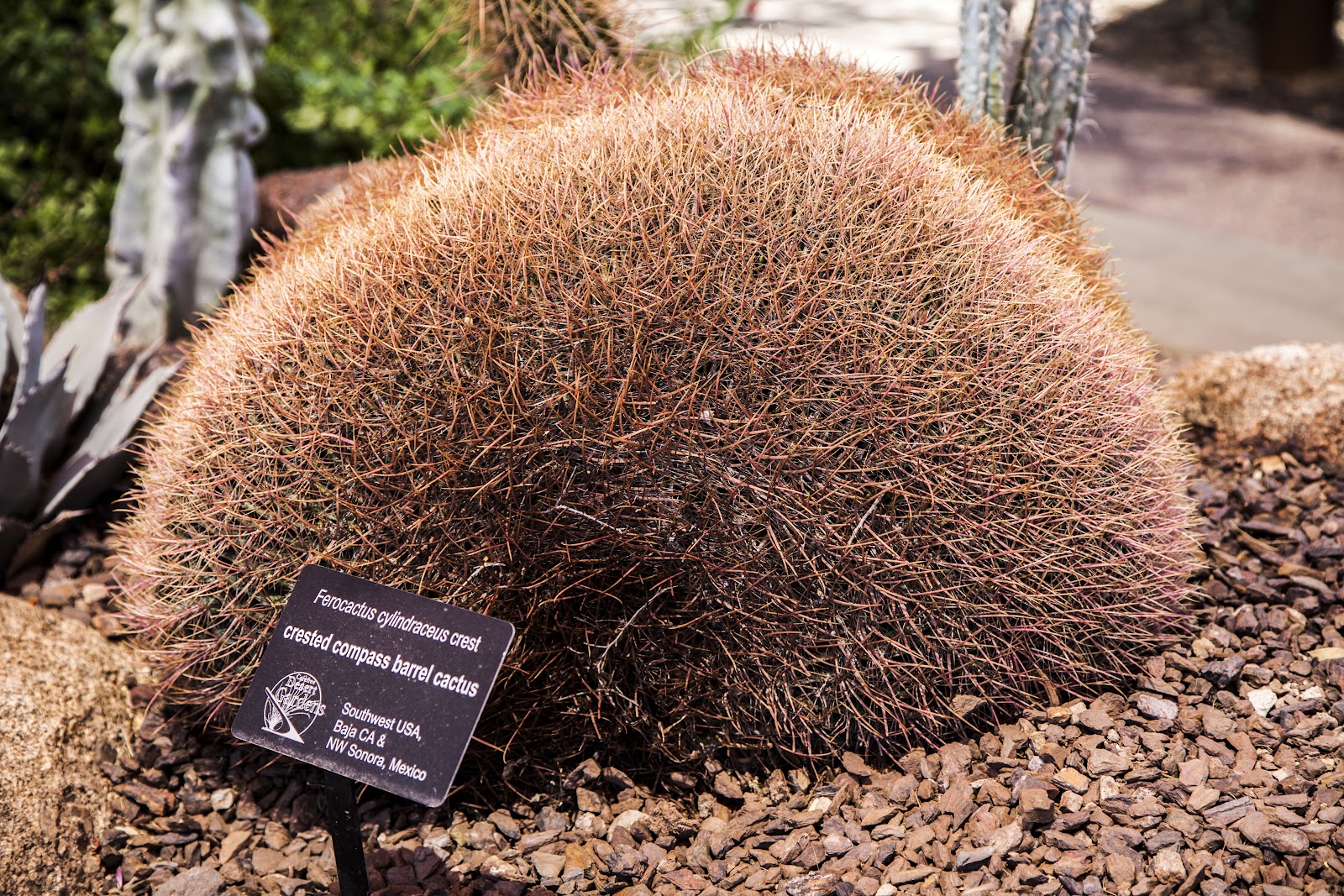 Walking Arizona: Crested Barrel Cactus
