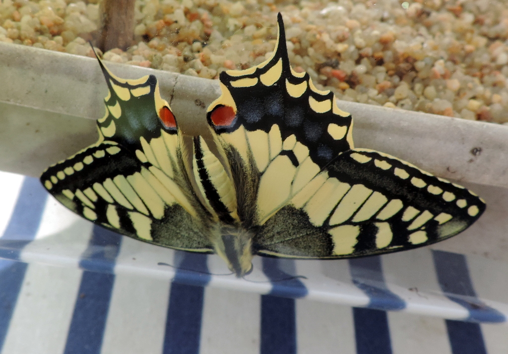 LE MONDE DE SHUKI : MACHAONS : naissance et envol...