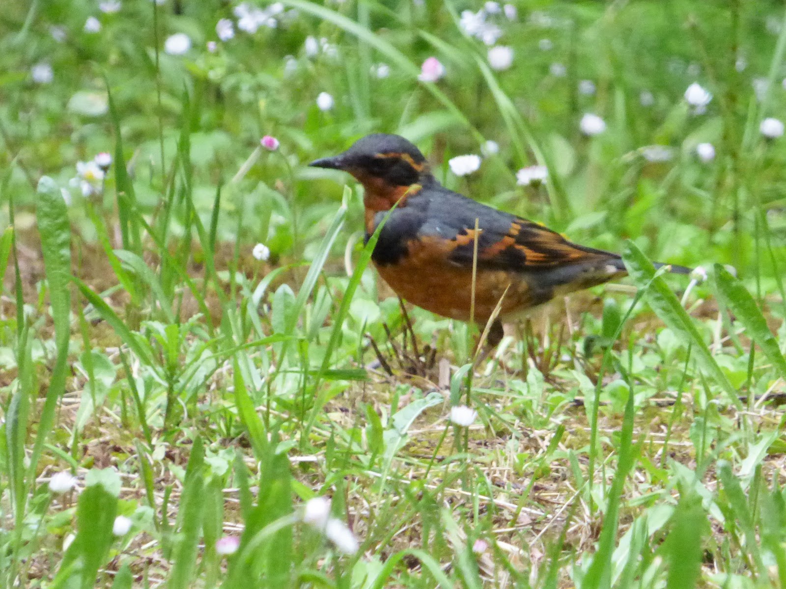 Geotripper's California Birds: Deep in the Woods of Del Norte, a Varied ...