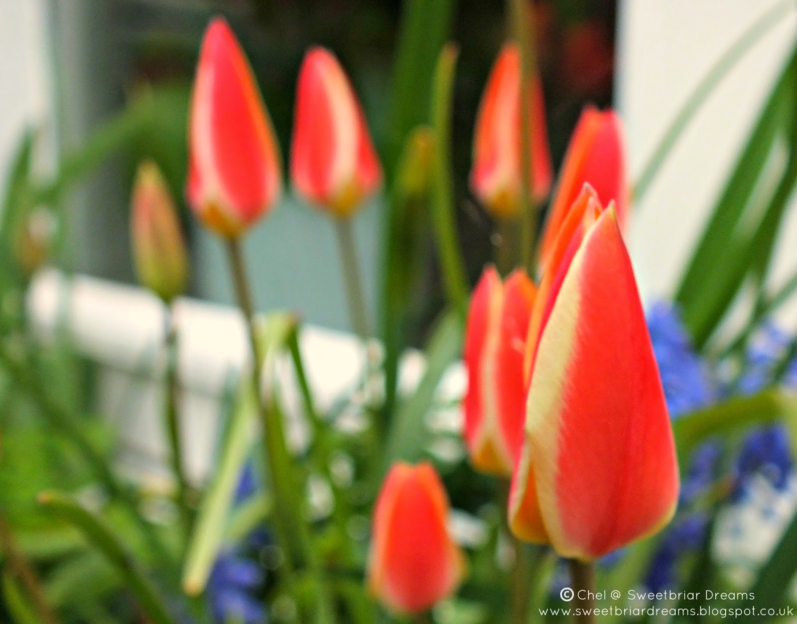 Sweetbriar Dreams: Happy Spring Moments