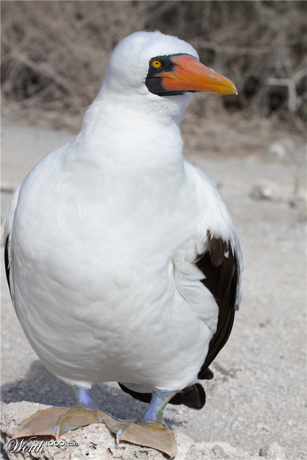 The Plural Of Hyena: Fat Birds
