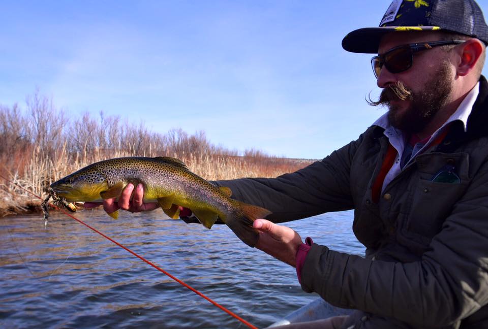 Colby Jack Goldfish at Lori Francois blog