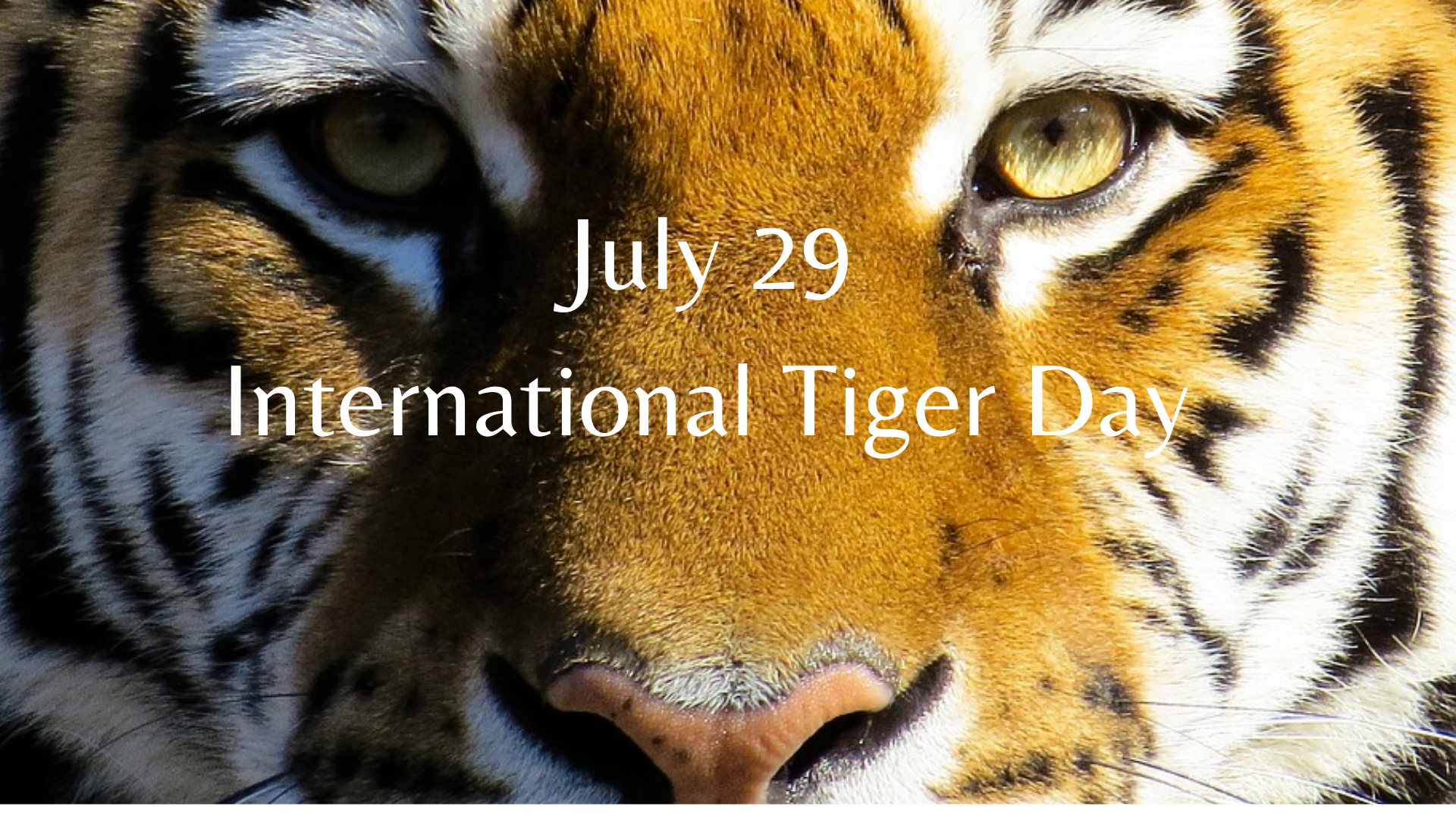 World Tiger Day Quiz | International Tiger day | Global Tiger Day