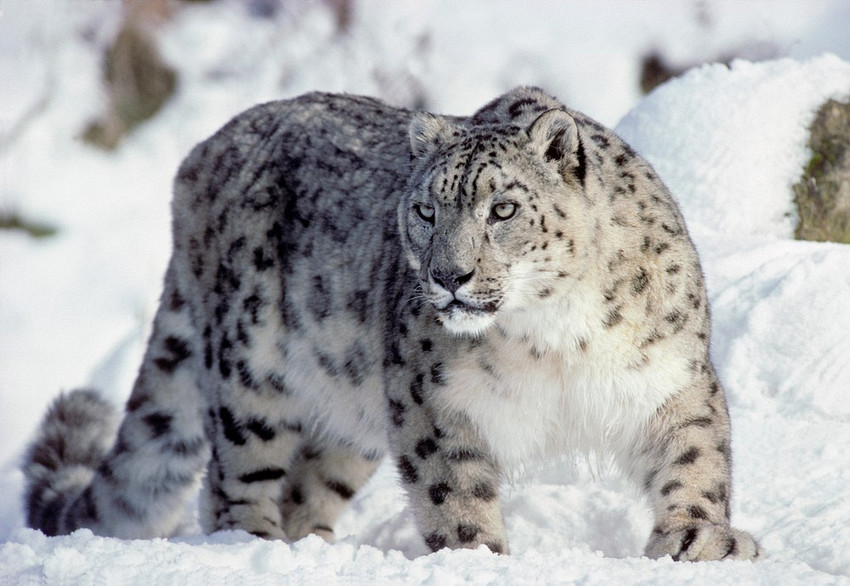 Snow Panthers Dangerous Animal | All Wildlife Photographs