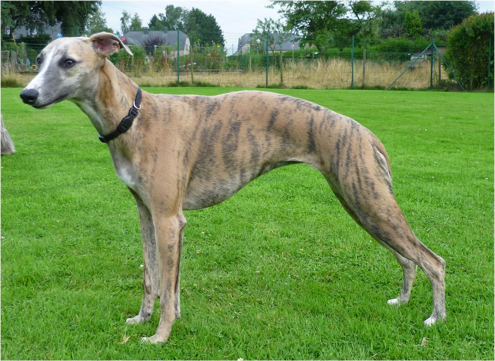 Psim tropem: 001.Przywitanie + Trochę o chartach