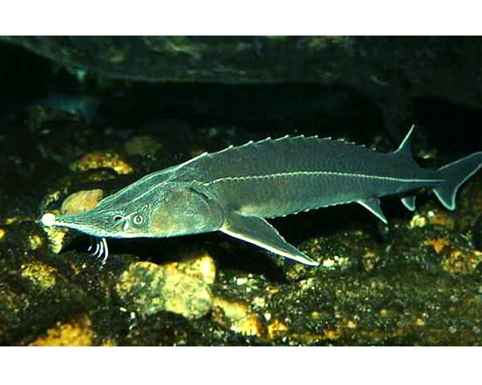 Mersin baligi | BALIK RESMİ