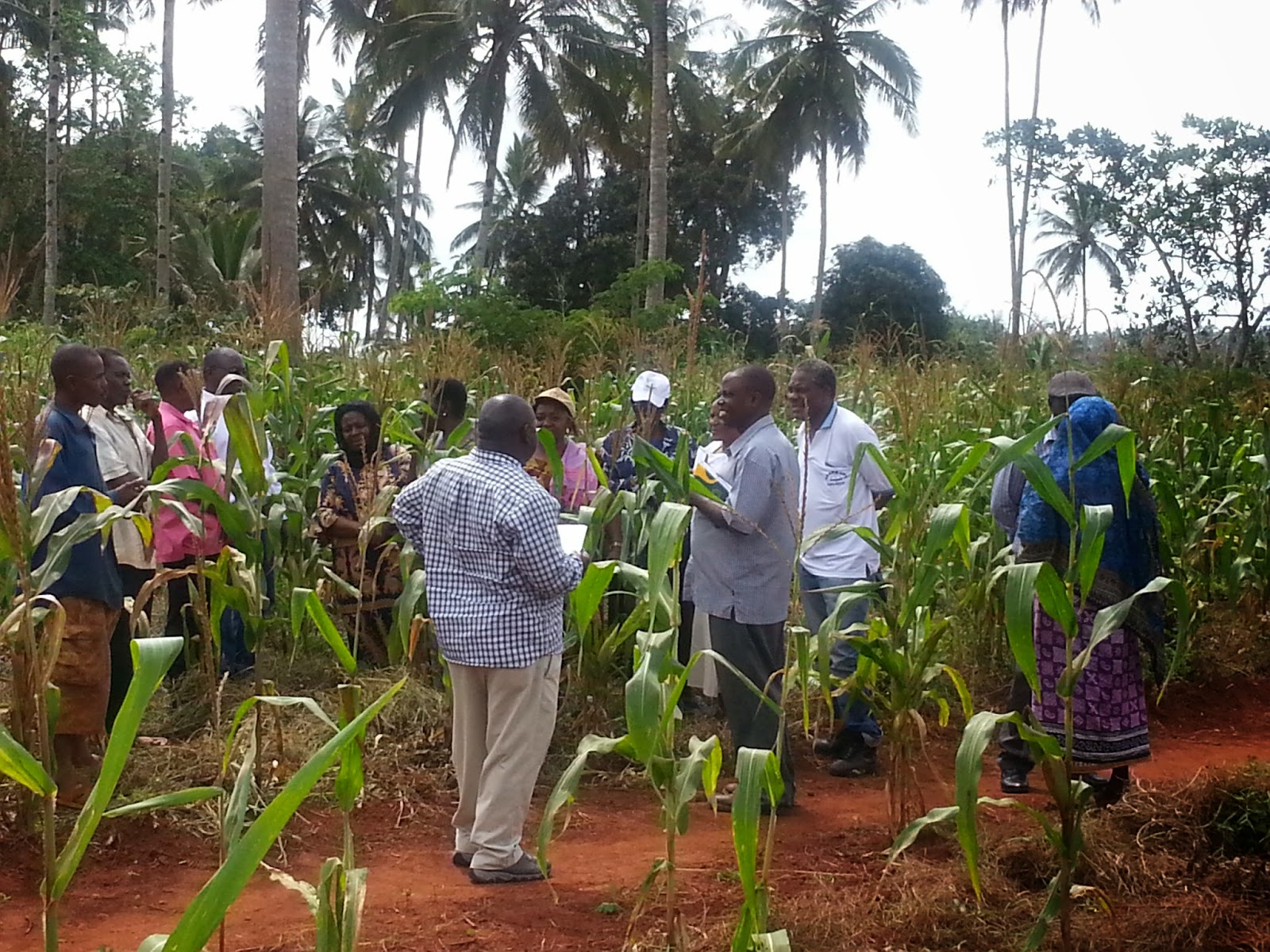 KITUO CHA UTAFITI WA MAZAO YA KILIMO MIKOCHENI.: MARI WAFANYA UKAGUZI ...