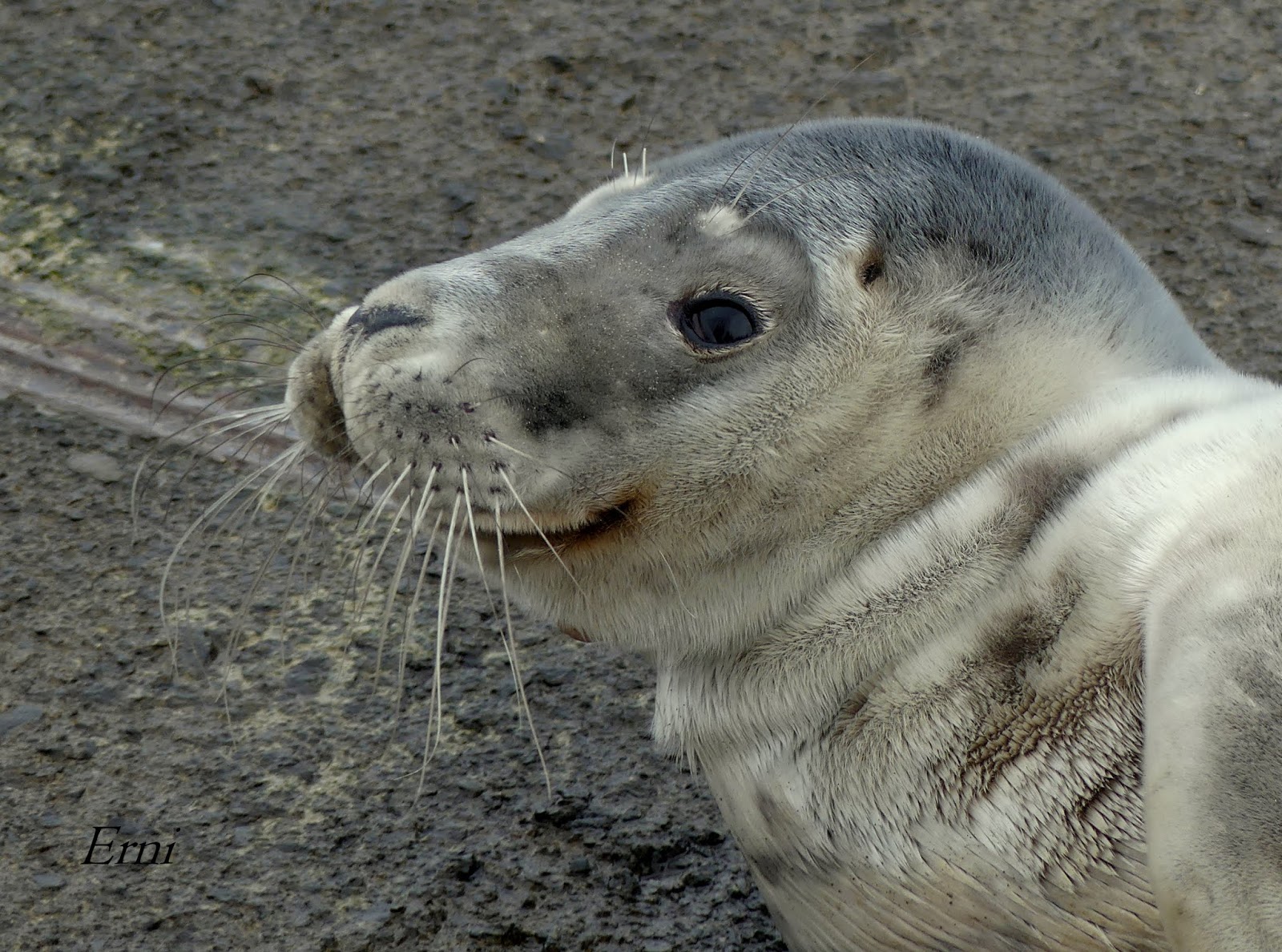 NO SIN MIS PRISMÁTICOS: FOCA GRIS EN LAREDO