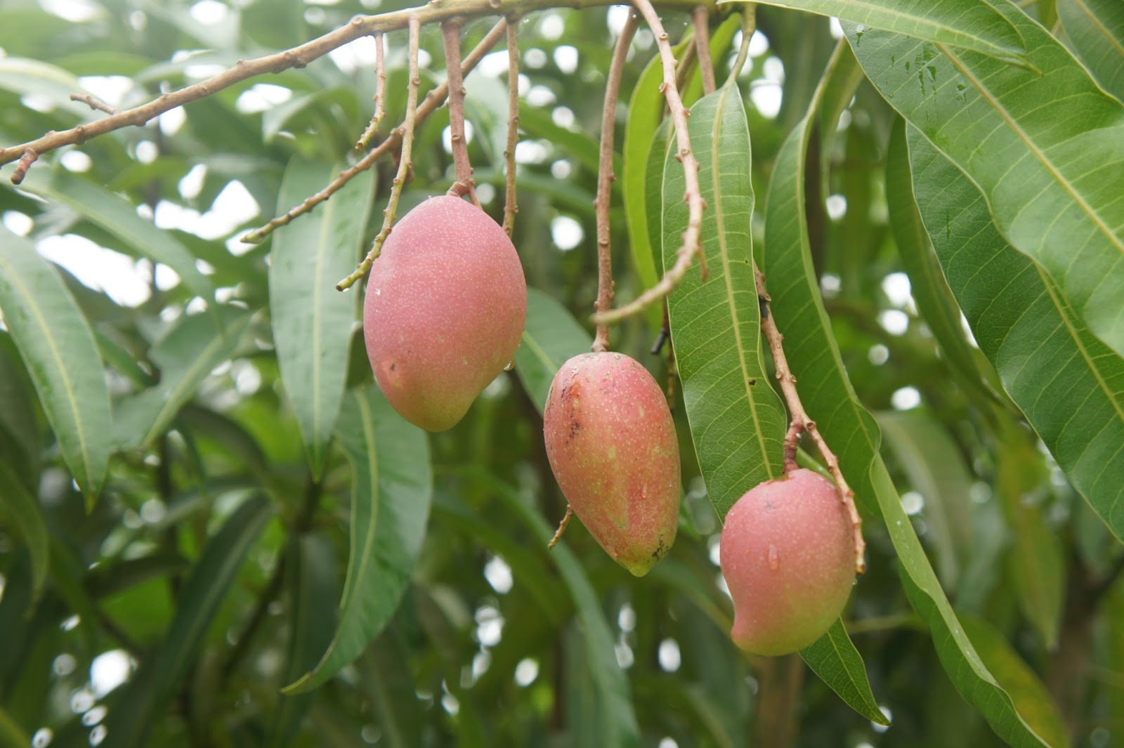 Riverine Parks: Mango (Mangifera indica)