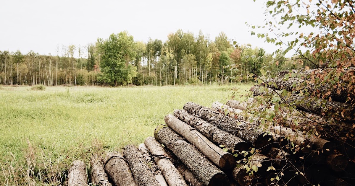 Deforestation and Water shortage in Pakistan: Deforestation in Pakistan.