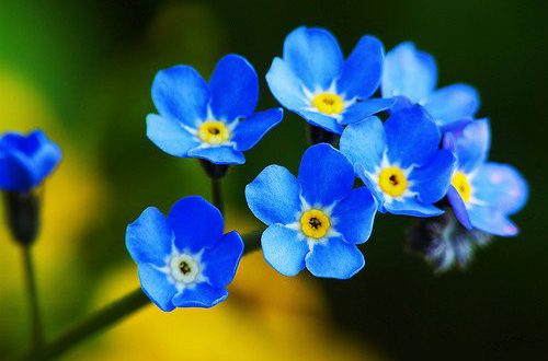 GRÉMIO ESTRELA D'ALVA: História de uma Flor: A Miosótis