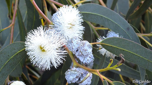 de Roma a Londres: Eucalipto Eucalyptus globulus Labill.