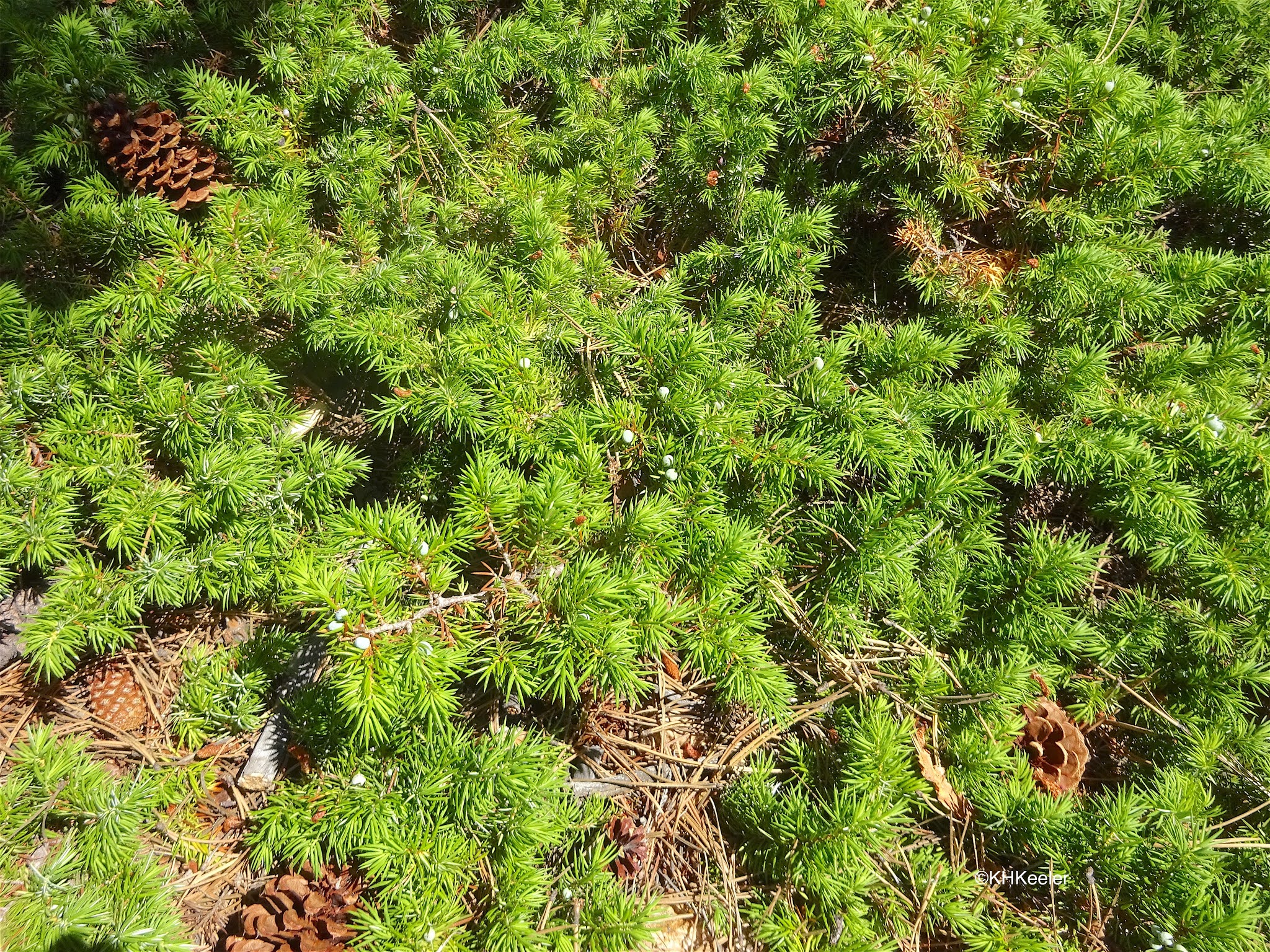 A Wandering Botanist: Prostrate Juniper, Juniperus communis var. depressa