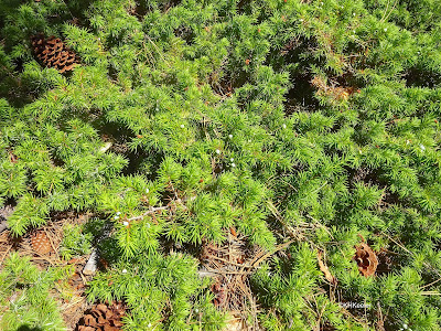 A Wandering Botanist: Prostrate Juniper, Juniperus communis var. depressa
