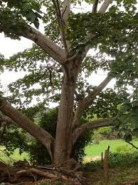 Grow Your Own Balsa Tree