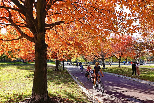 Joe's Retirement Blog: Fall - Boston Common, Boston, Massachusetts, USA