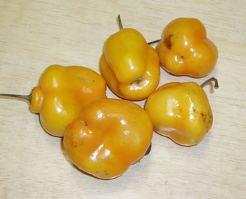 Terra Nostra: ROCOTO - Capsicum pubescens