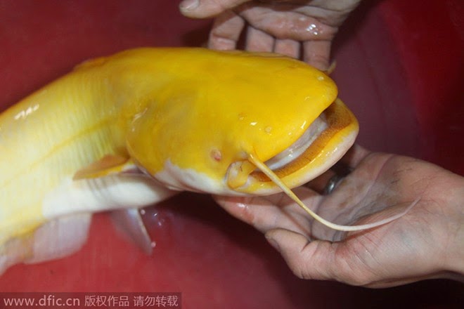 Yellow catfish rare appearance in China ~ LOVE NATURE 24H