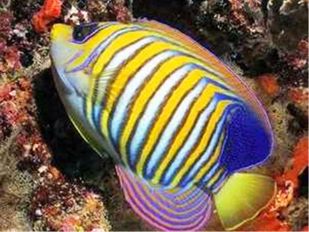 Ikan Angel - Perumperindo.co.id