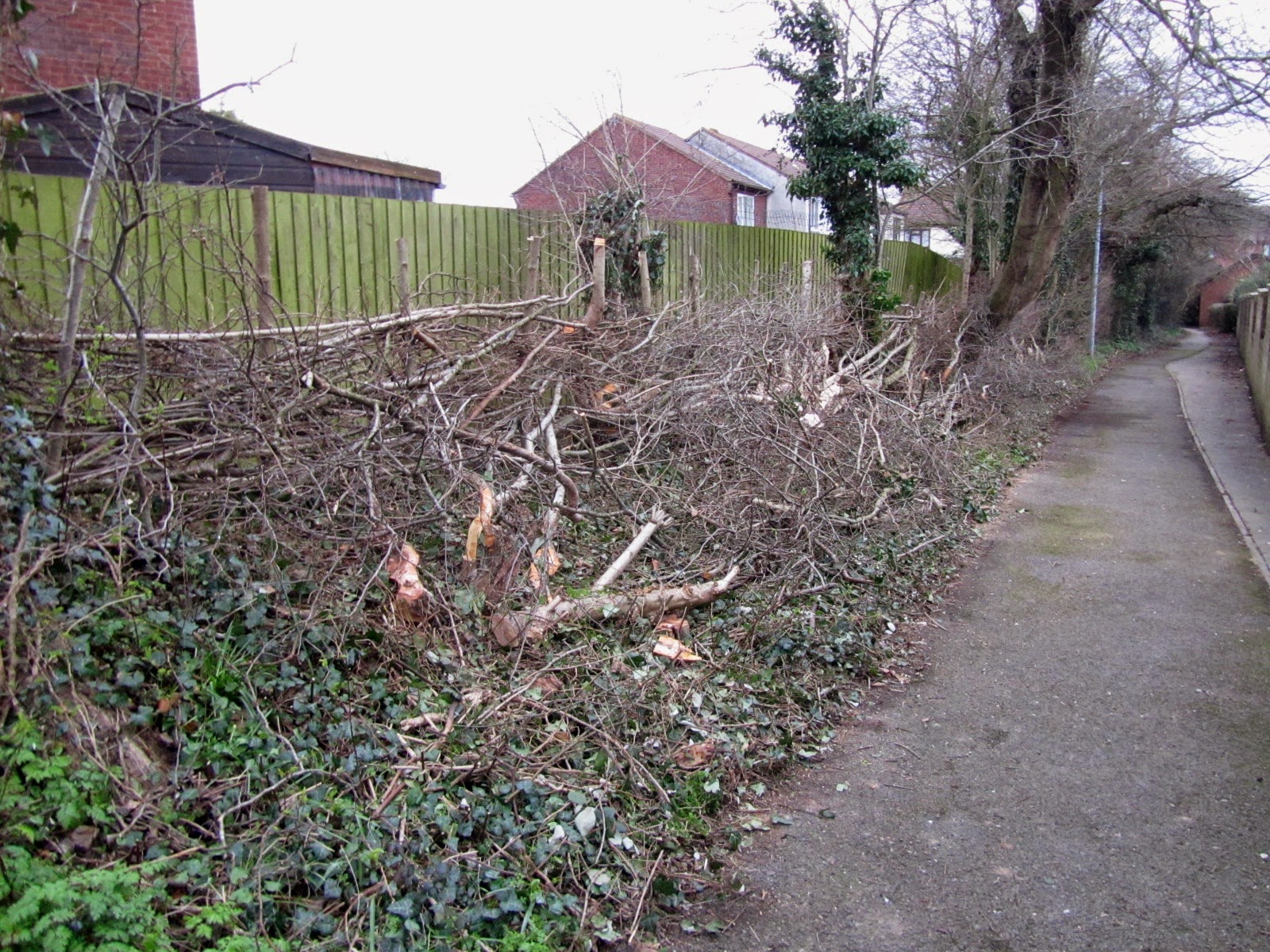 Filnore Woods Blog: Hedge to be laid
