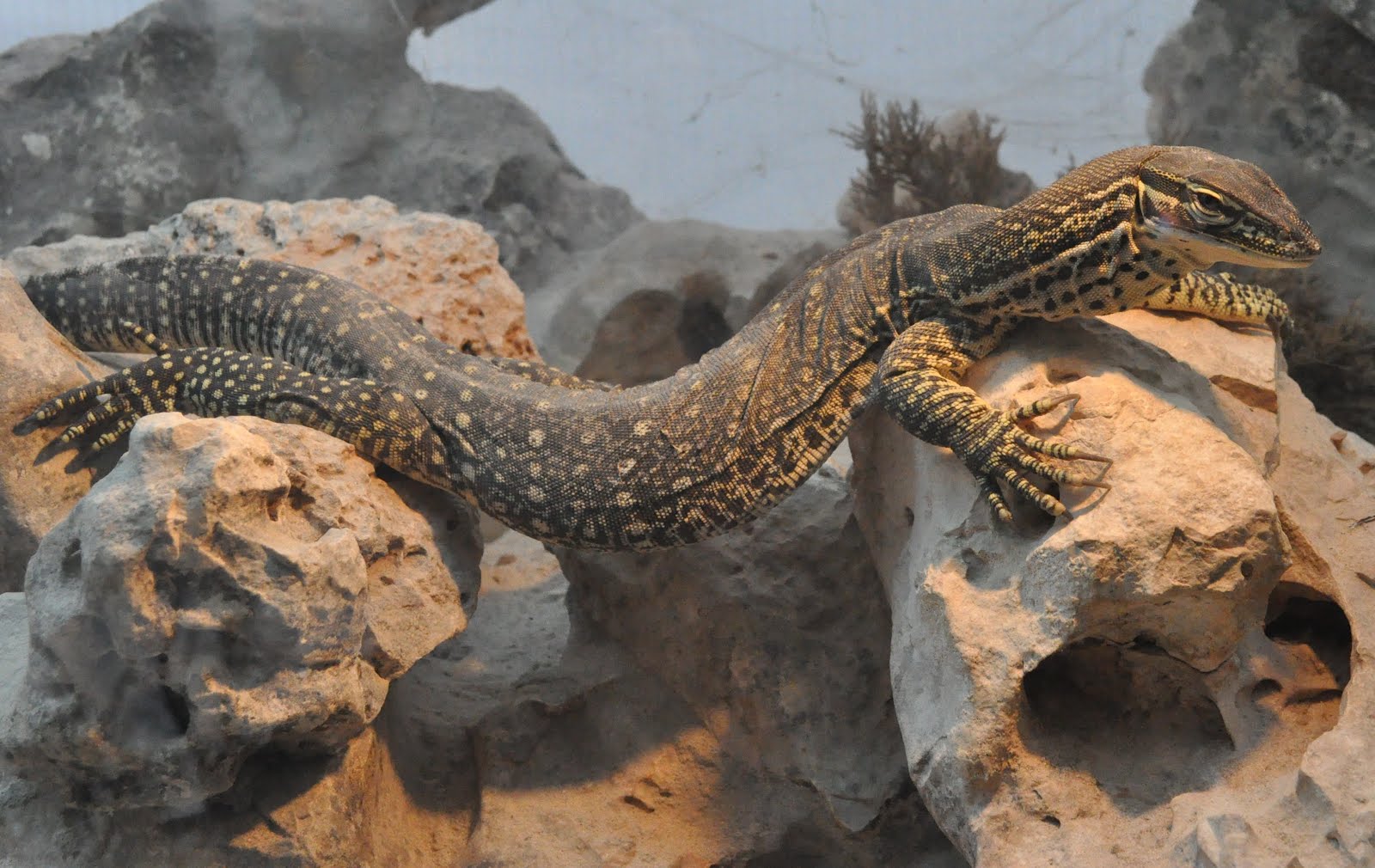 ZOOTOGRAFIANDO (6.100 ANIMALS): VARANO DE ARGUS / YELLOW-SPOTTED ...