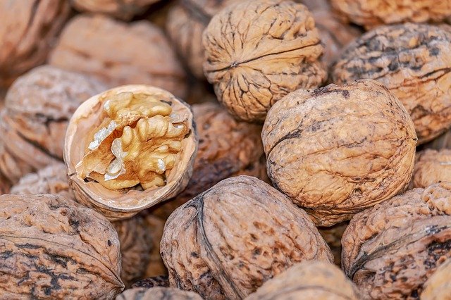 Avatares de la vida a traves de los ojos de un gato : Nueces, el ...