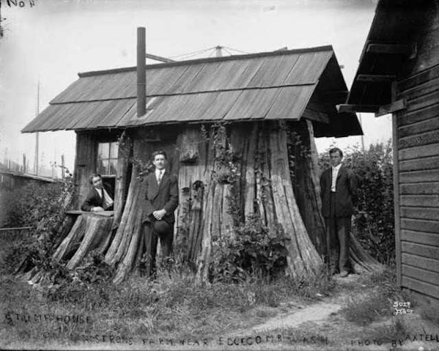 Amazing Vintage Photos of Houses Carved Inside Massive Tree Stumps in ...