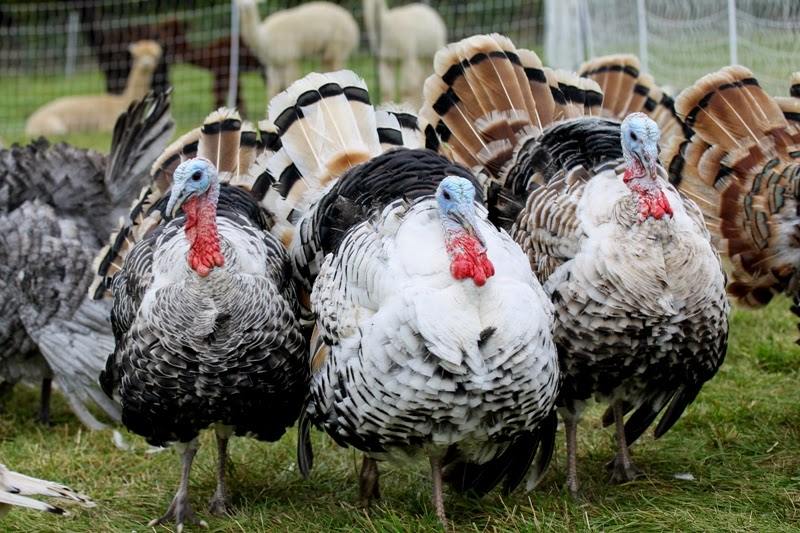 why do we farm? | Gypsy Farmgirl