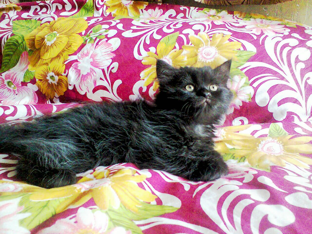 Buy Arabic Persian Cat : 2016