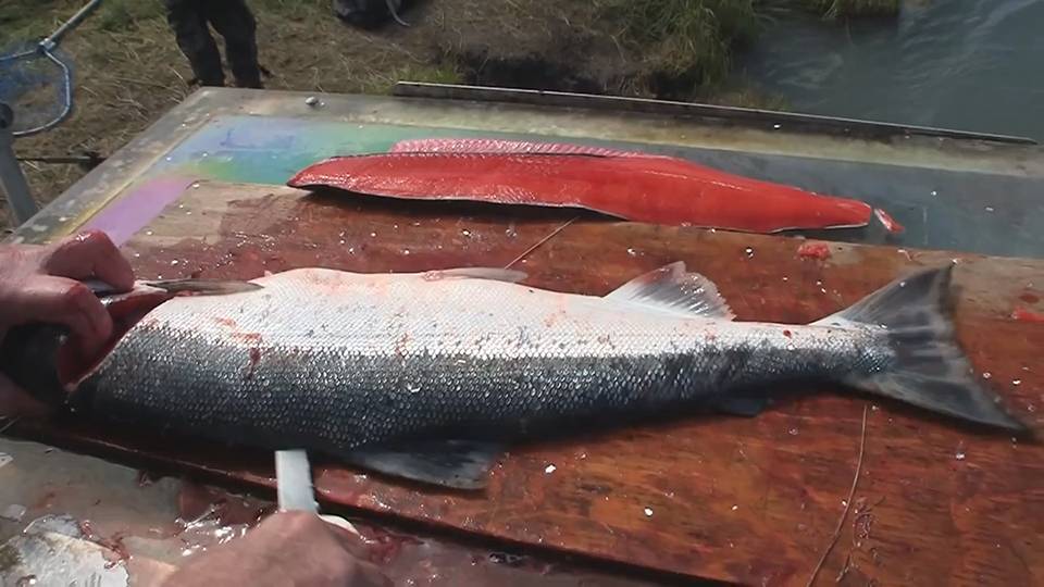 Milkfish Fillet Healthy Advantages and Disadvantages | Indonesia ...