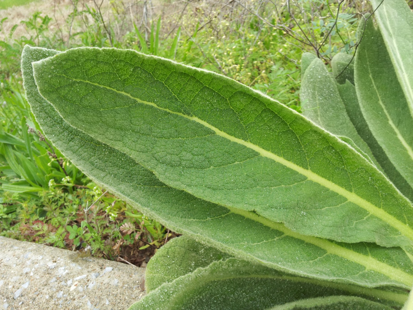 Southern Forager: The Soft and Fuzzy Mullein