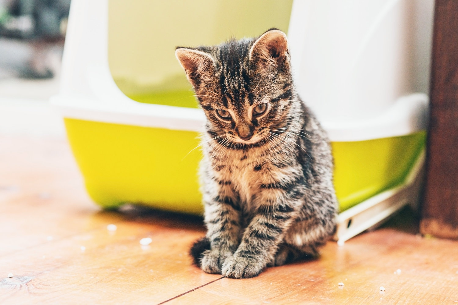 Feline Lower Urinary Tract Disease (FLUTD) | Australian Cat Lover