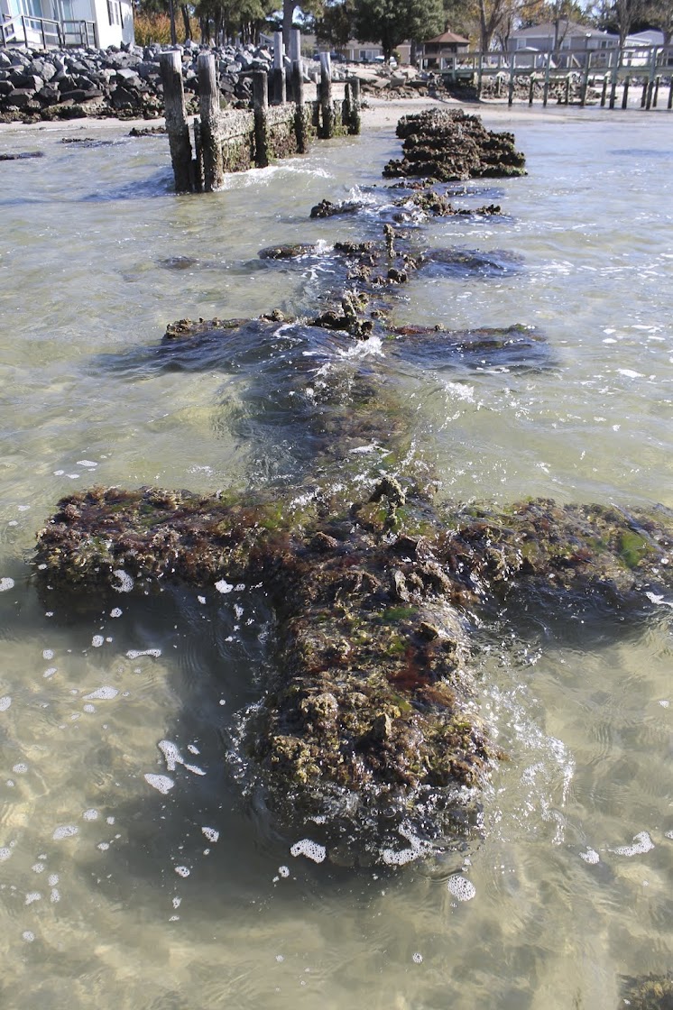 Mathews Biogenic Reef- CBGS Field Studies