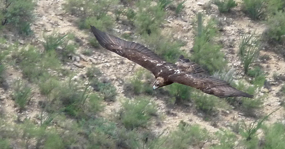 A Meaningful Life, A Better World: Golden Eagle from above, 2013