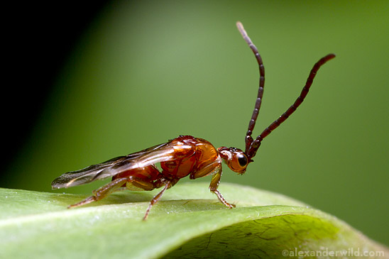The Cabbages of Doom: Alex Wild's insect adventures. (Isn't the ...
