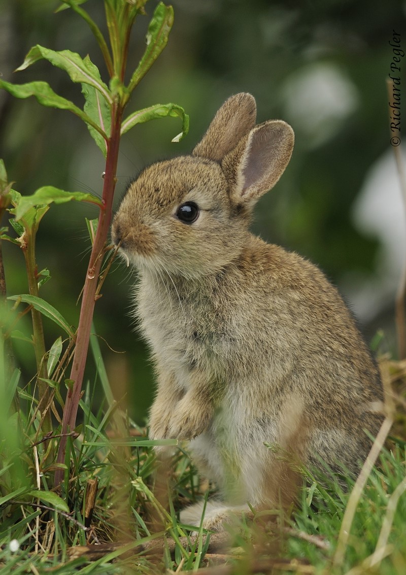 Pegler Birding: Scottish Highland Break, Part1 - 23rd to 25th May, 2014
