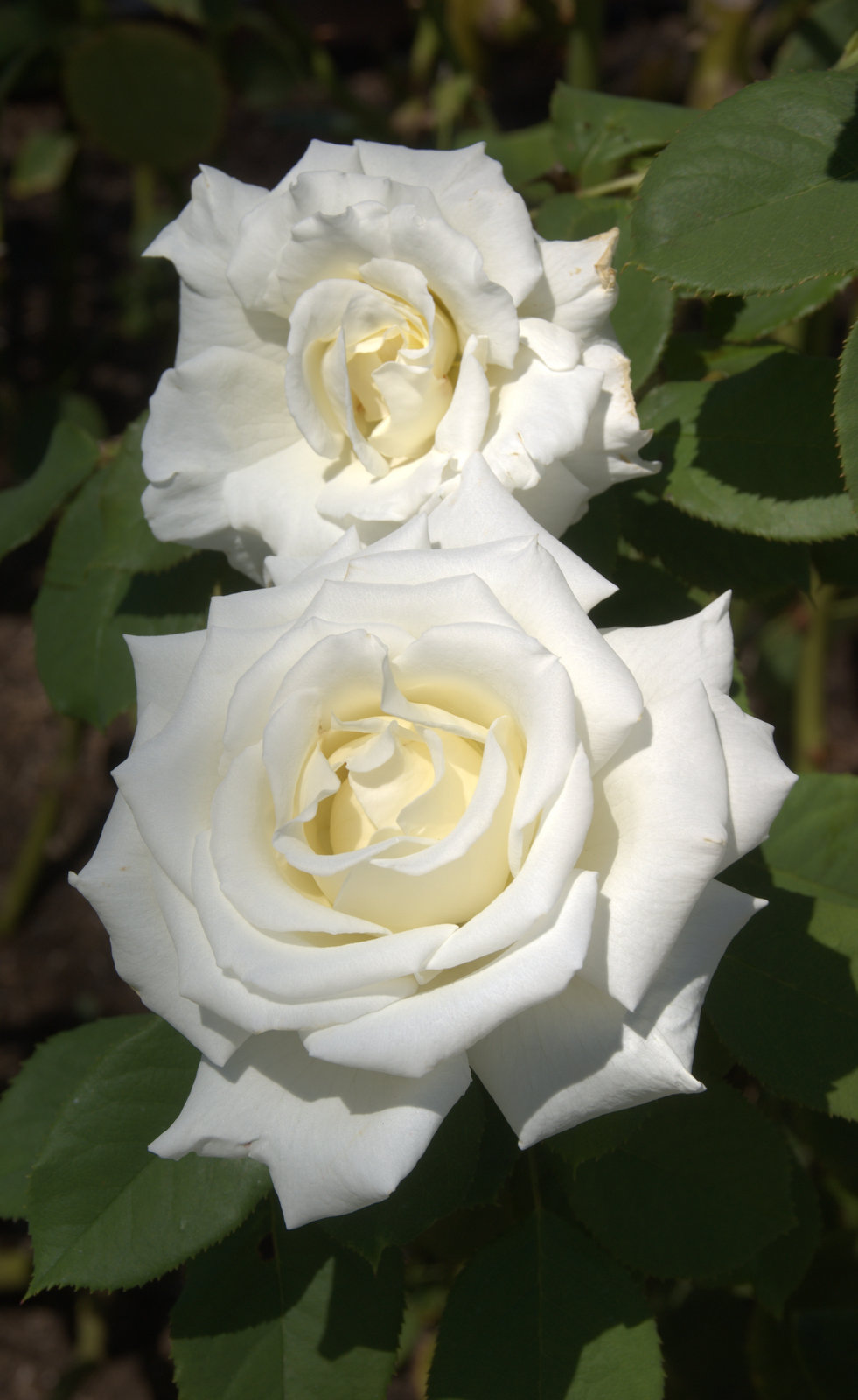Organic Garden Dreams: September Roses