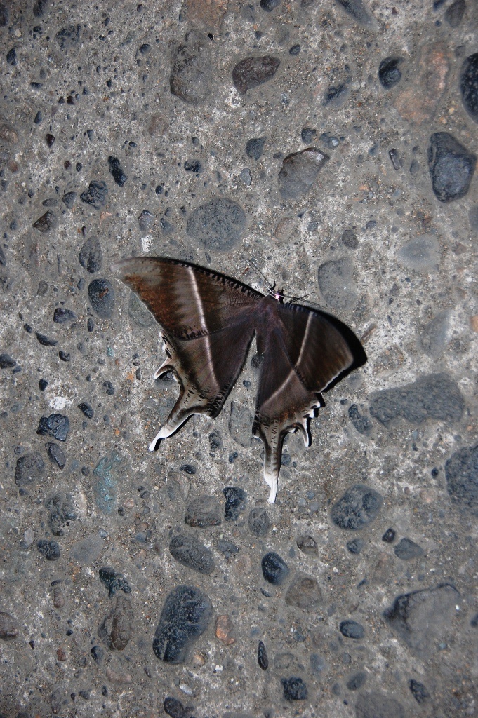 OUR PHILIPPINE TREES: Like Giant Moths to a Flame