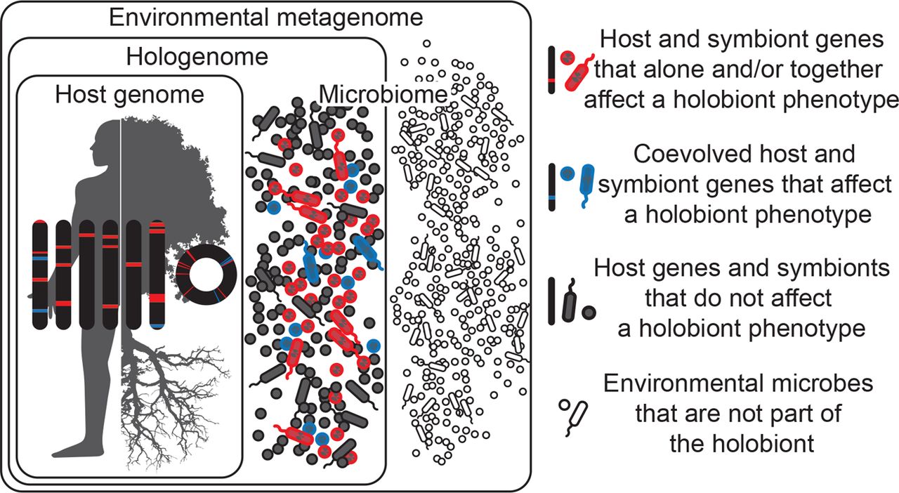 Dialister and Coprococcus species in the Gut Microbiome has a role in ...