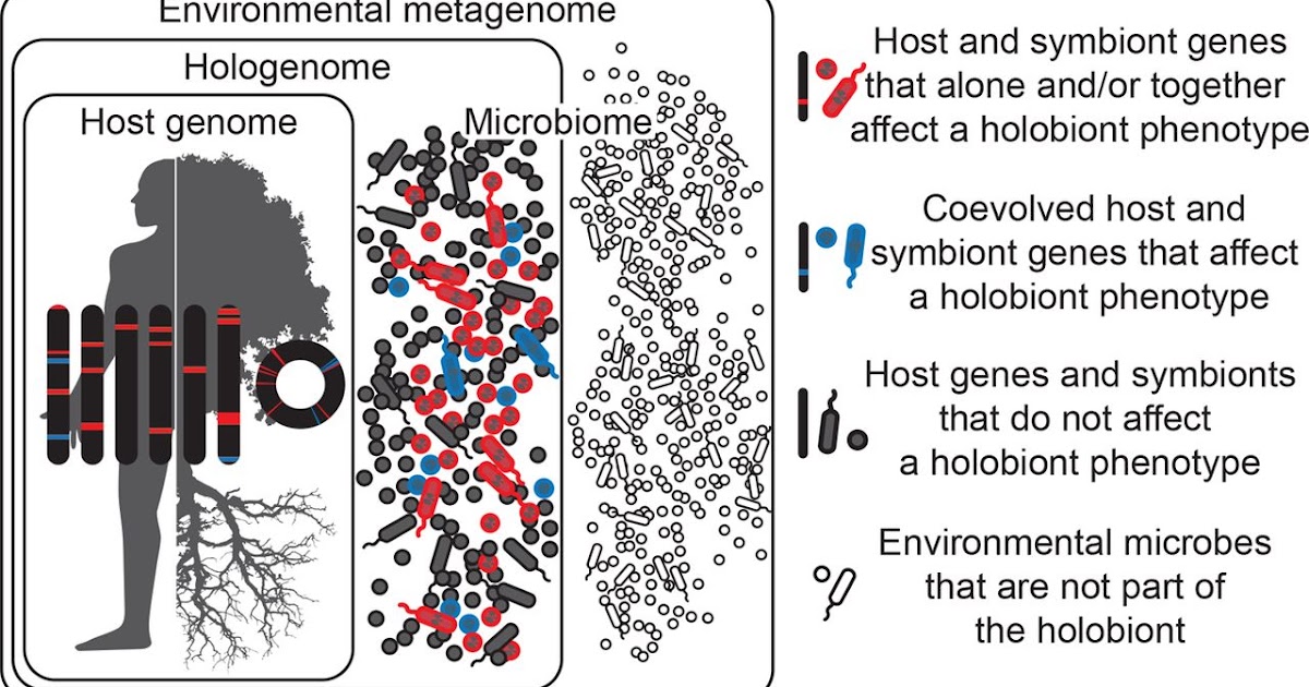 Dialister and Coprococcus species in the Gut Microbiome has a role in ...